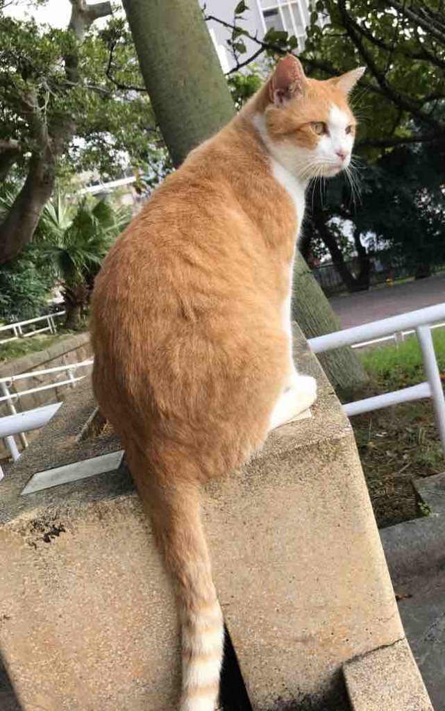 %e8%87%aa%e7%94%b1%e7%a0%94%e7%a9%b6-%e3%83%8d%e3%82%b3%e3%81%95%e3%82 ...